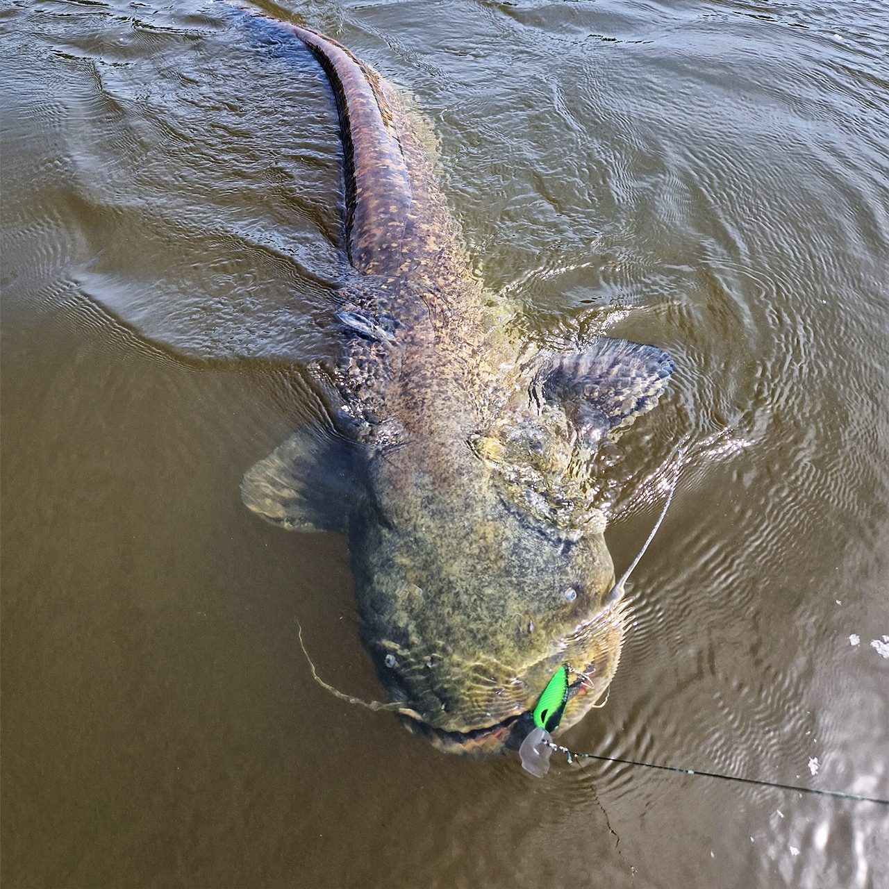 Cat Crank 7,5 cm | 3 m F | ZECK FISHING